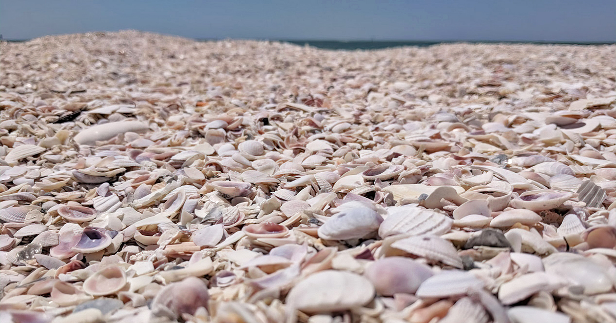 shell key seashells florida ftr