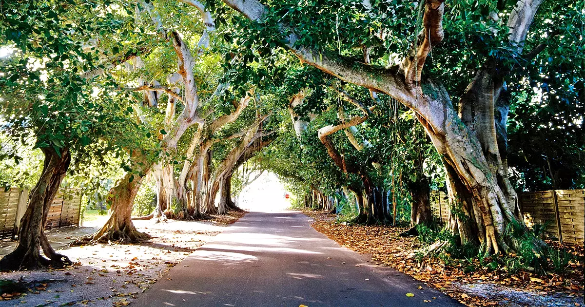 street tree tunnels florida ftr