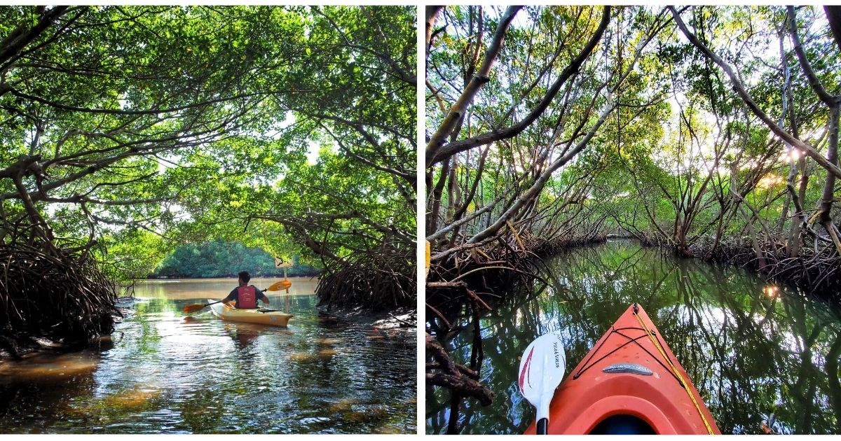 weedon island mangrove florida ftr