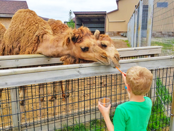 Boulder Ridge Wild Animal Park 1