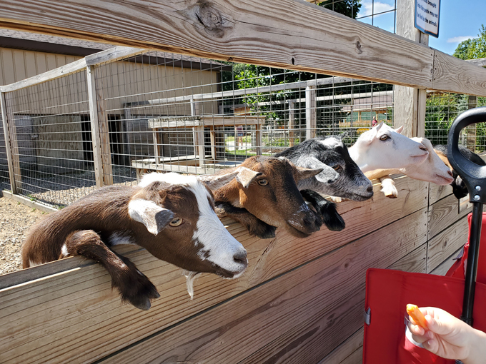 Boulder Ridge Wild Animal Park 7