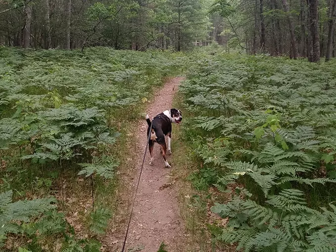 Bowman Lake Trail 1