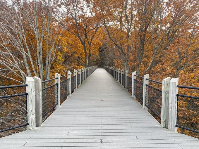 Canopy Walkway at Galien River County Park 7