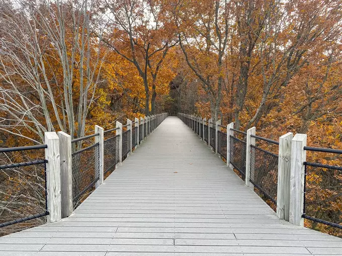 Canopy Walkway at Galien River County Park 7