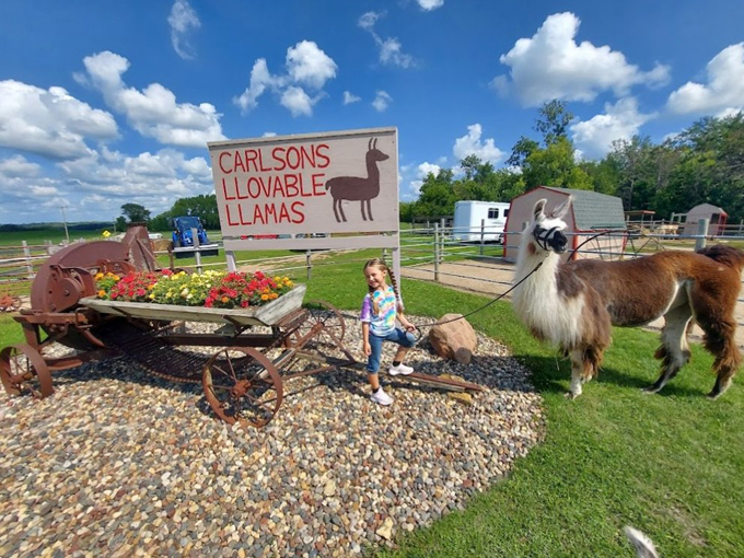 Carlson's Llovable Llamas 1