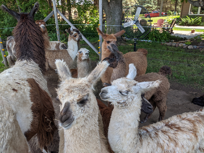 Carlson's Llovable Llamas 2