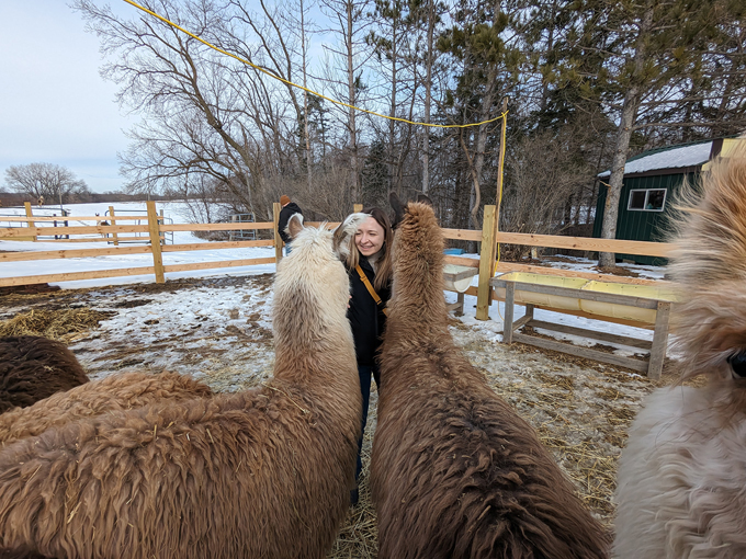 Carlson's Llovable Llamas 3
