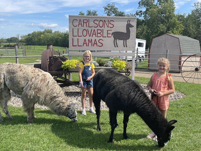 Carlson's Llovable Llamas 4