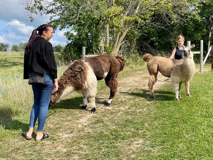 Carlson's Llovable Llamas 5