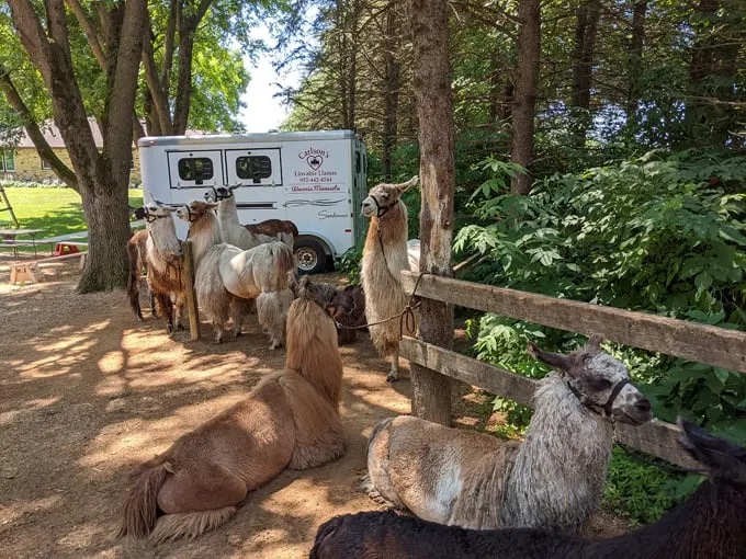 Carlson's Llovable Llamas 6