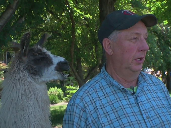 Carlson's Llovable Llamas 7