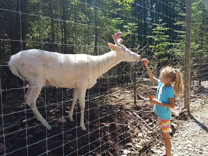 Deer Ranch 1