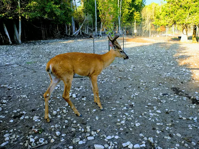 Deer Ranch 2