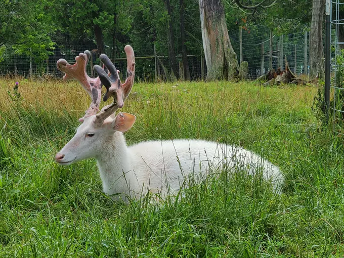 Deer Ranch 3