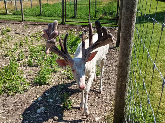Deer Ranch 4