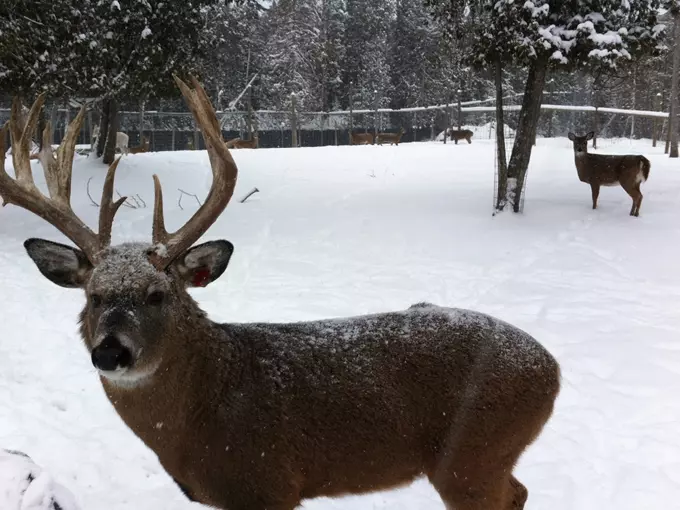 Deer Ranch 9