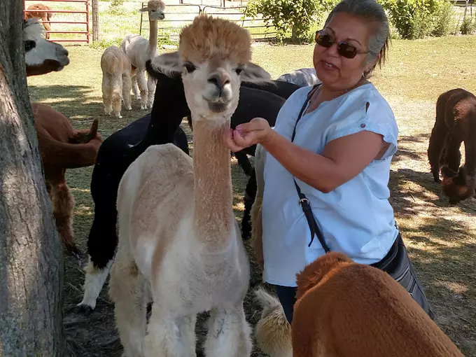 Gibraltar Bay Alpacas 1