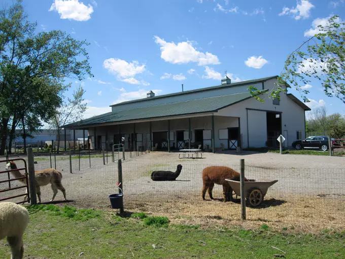 Gibraltar Bay Alpacas 2