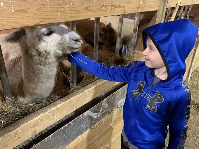 Gibraltar Bay Alpacas 3