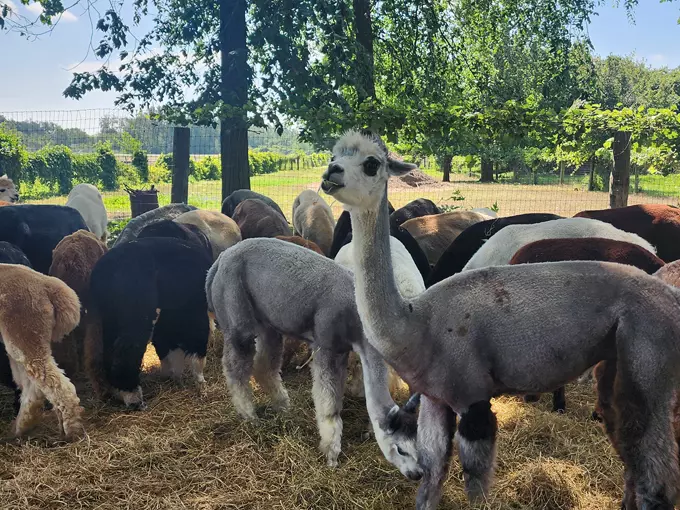 Gibraltar Bay Alpacas 4