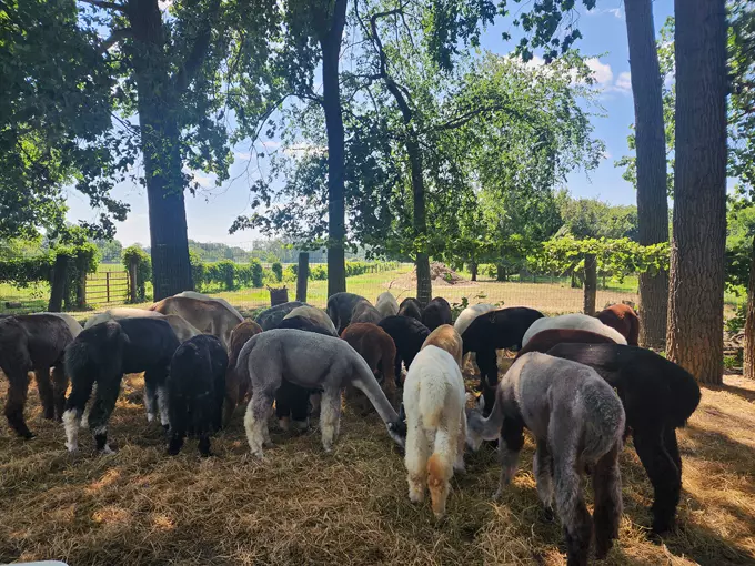 Gibraltar Bay Alpacas 5