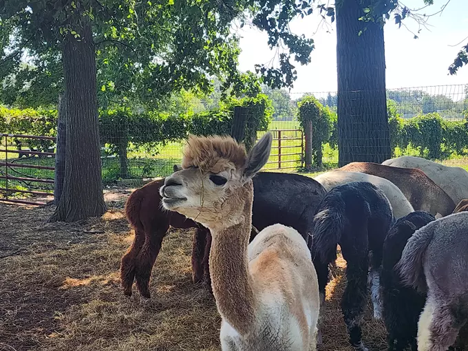 Gibraltar Bay Alpacas 7