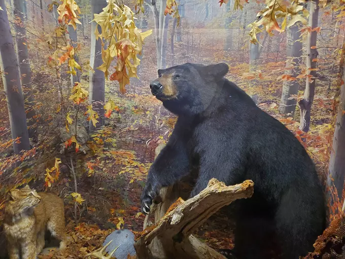 Guntzviller's Spirit of the Woods Museum 3
