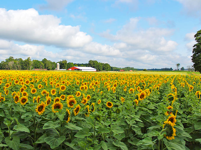 Hall Farms Sunflower Field 1