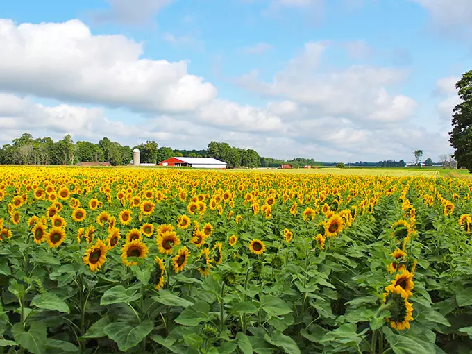 Hall Farms Sunflower Field 1