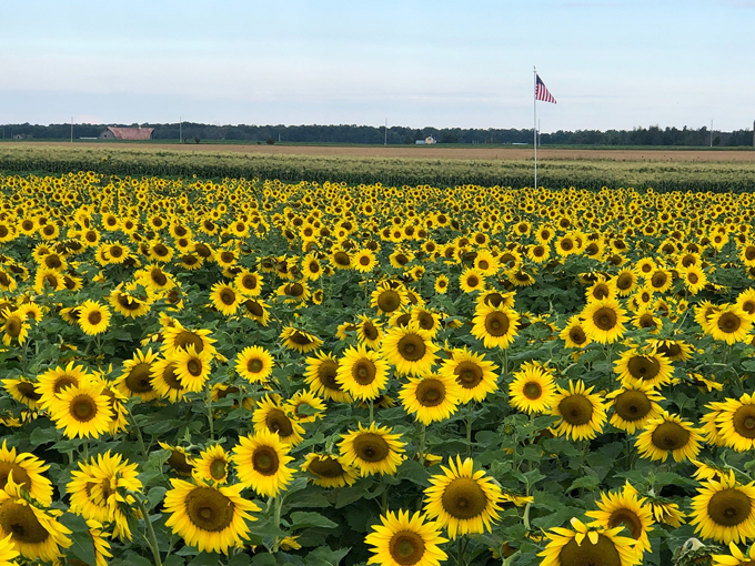 Hall Farms Sunflower Field 2