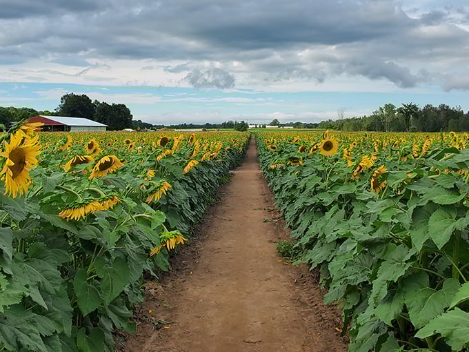 Hall Farms Sunflower Field 3