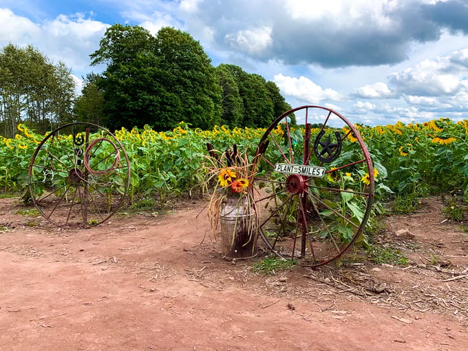 Hall Farms Sunflower Field 4