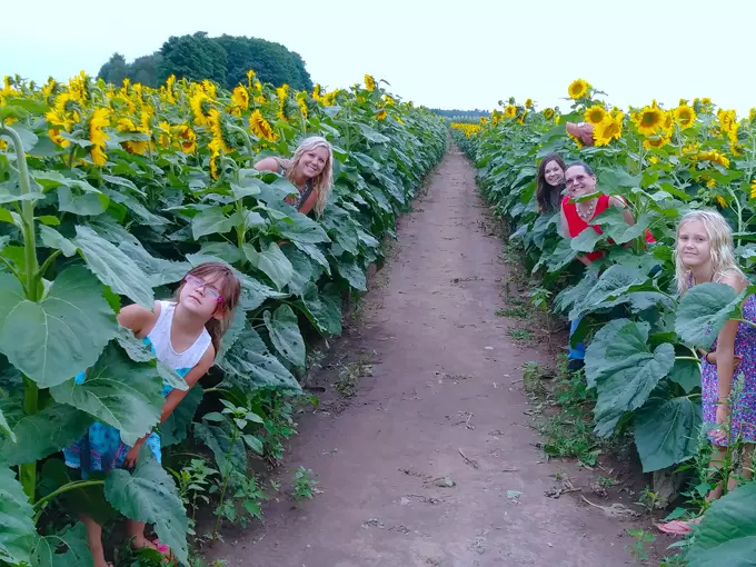 Hall Farms Sunflower Field 6