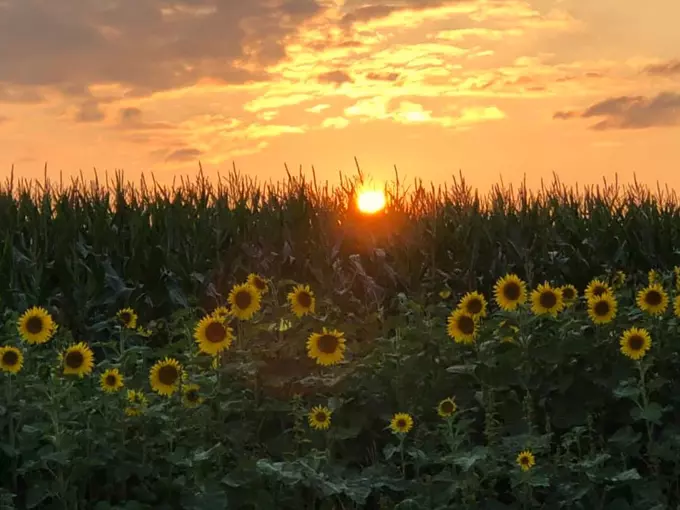 Hall Farms Sunflower Field 7