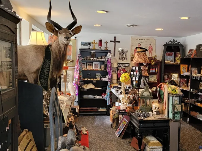 Laid To Rest Antiques & Oddities 2