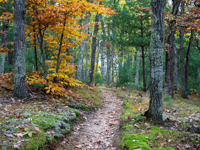 manistee river loop trail 2