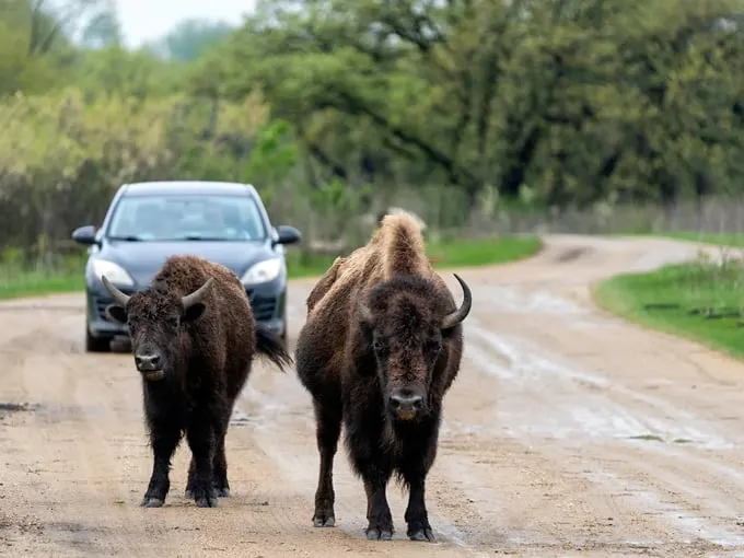 Minneopa State Park Bison Drive 1