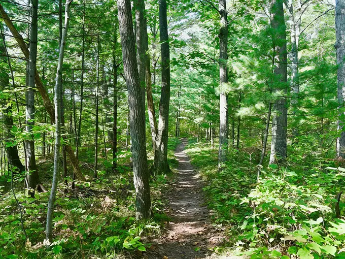 Newaygo 5