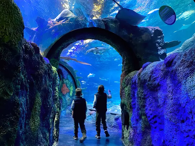 SEA LIFE Michigan Aquarium 1