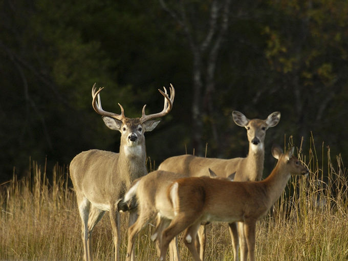 South Manitou Island 9