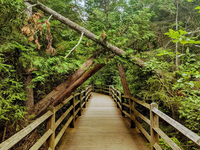 Tahquamenon Falls 4