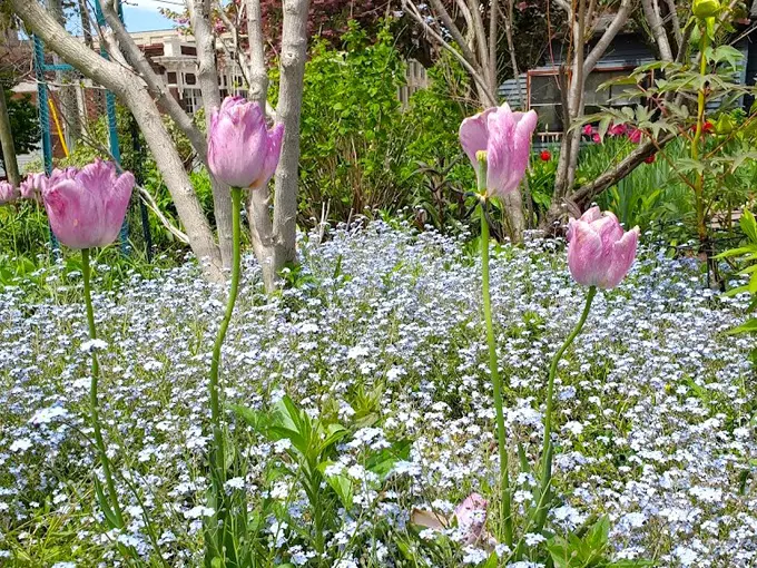 The Monet Garden of Muskegon 4