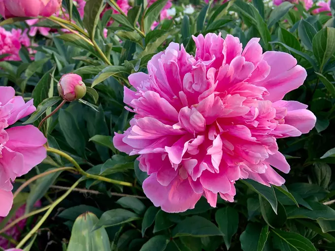 The Monet Garden of Muskegon 5