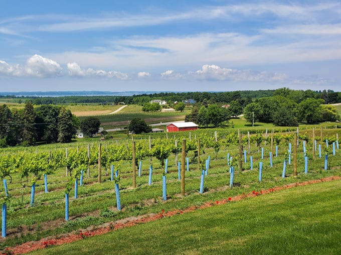 Traverse City 5