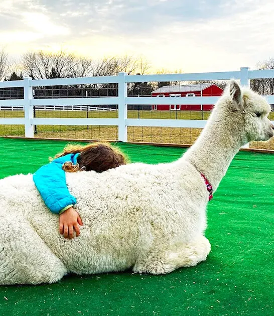 alpaca farm wisconsin ftr