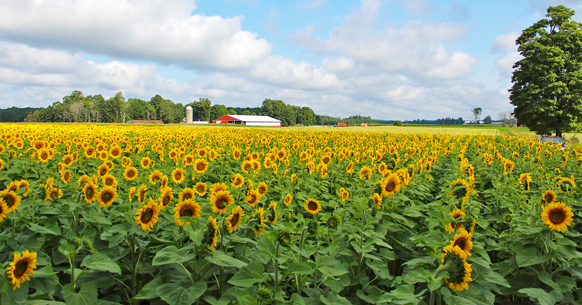 sunflower field michigan ftr