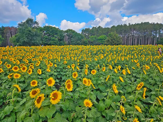Andover Sunflower Field 1