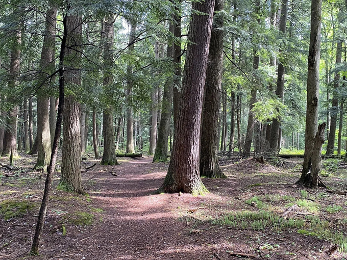 AuSable River Trail 2