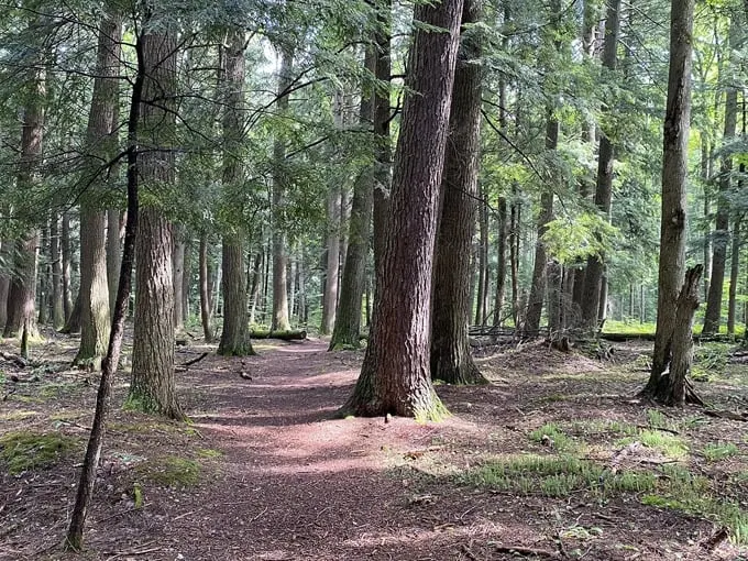 AuSable River Trail 2