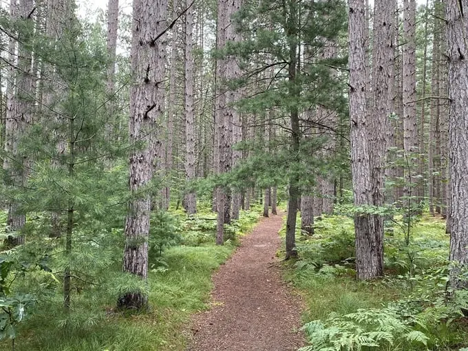 AuSable River Trail 3